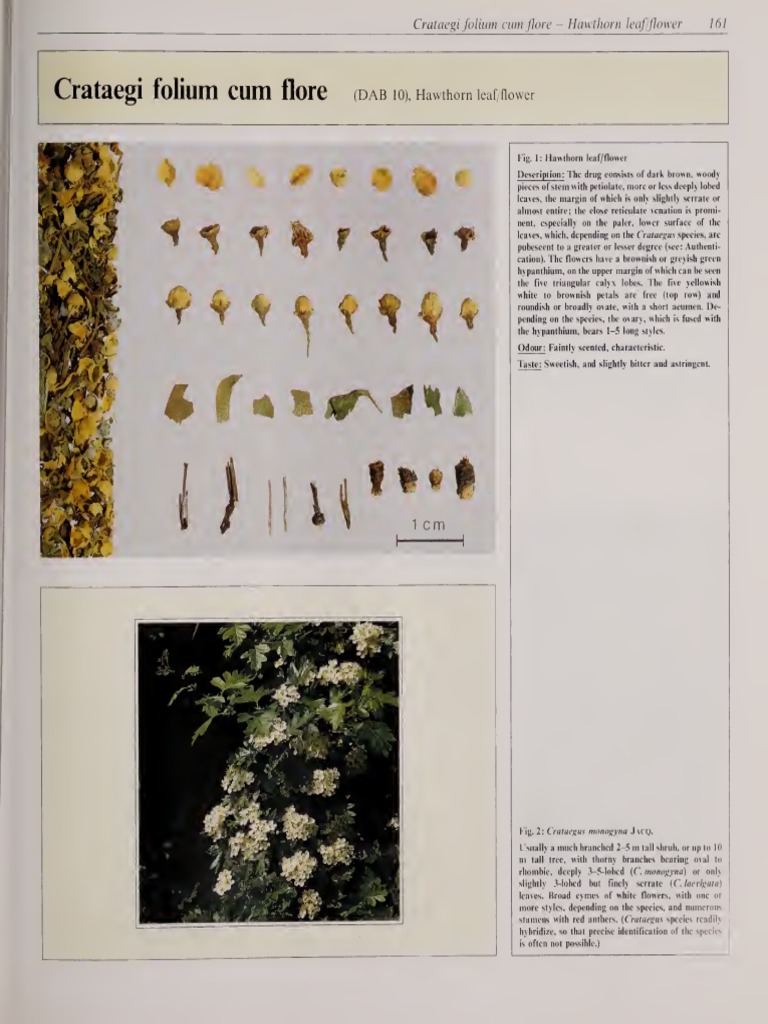 Hawthorn Leaf Flower | Download Free PDF | Leaf | Botany