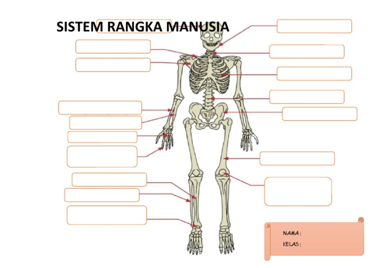 Sistem Rangka Manusia | PDF