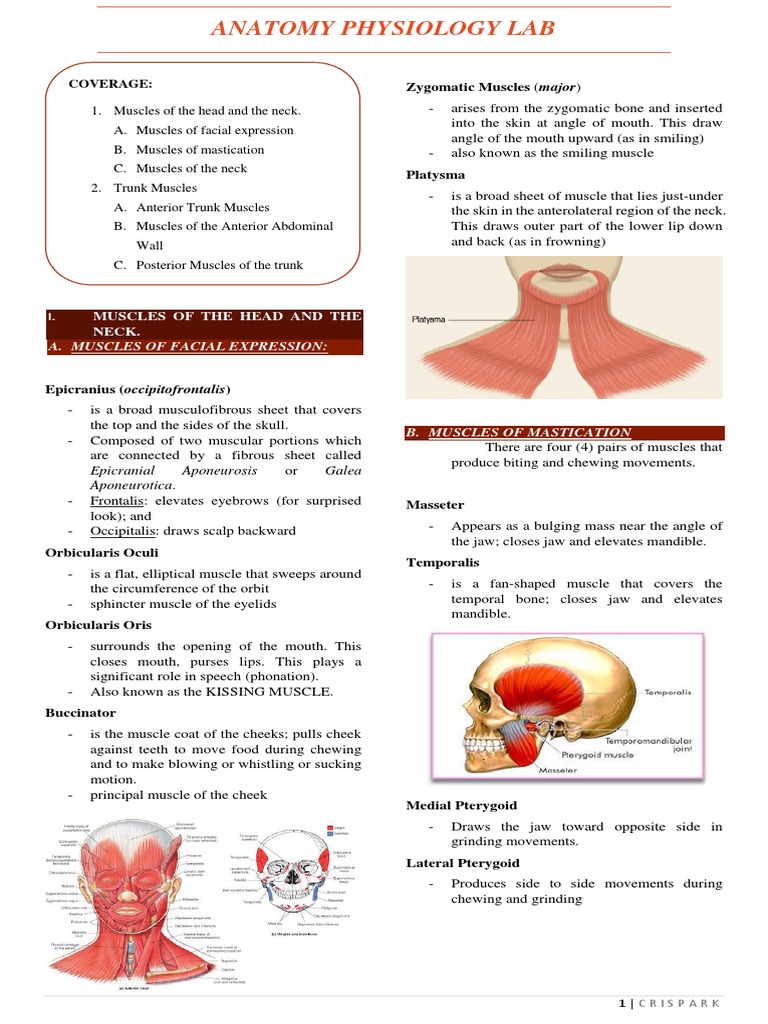Anatomy of Head and Trunk Muscles | PDF | Abdomen | Thorax