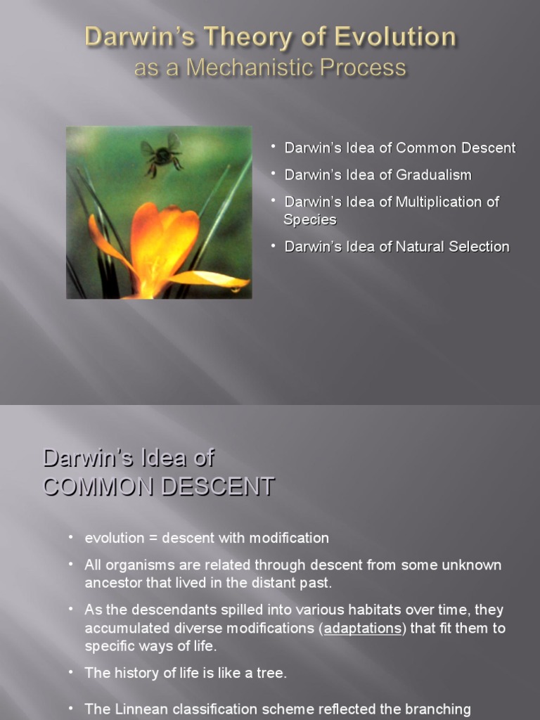 Darwin S Theory of Evolution | PDF | Evolution | Natural Selection