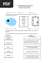Grade 7 Biology: Cell Basics Quiz | PDF