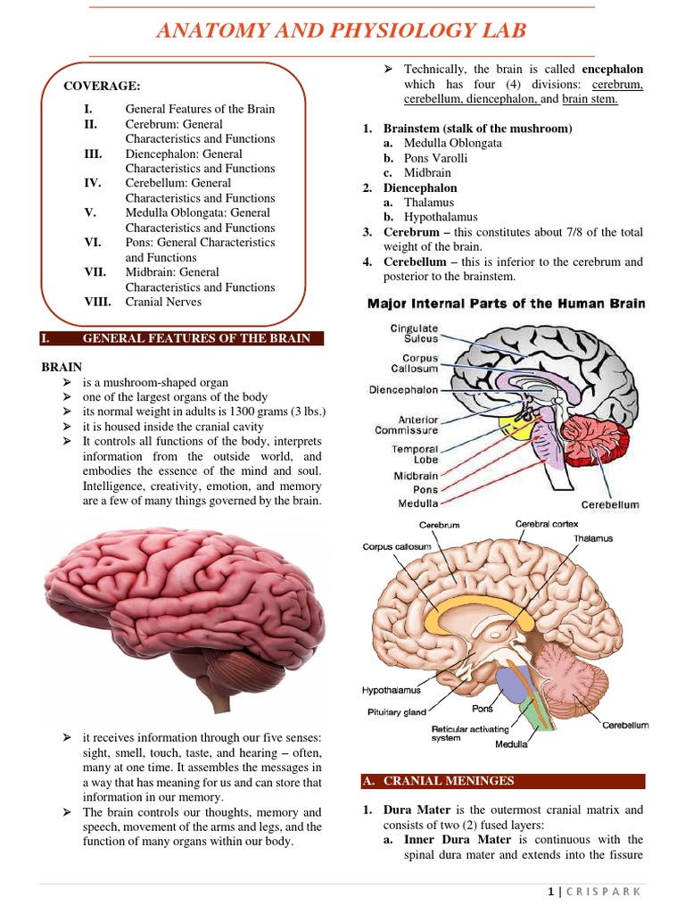 The Brain | PDF | Brainstem | Cerebral Hemisphere