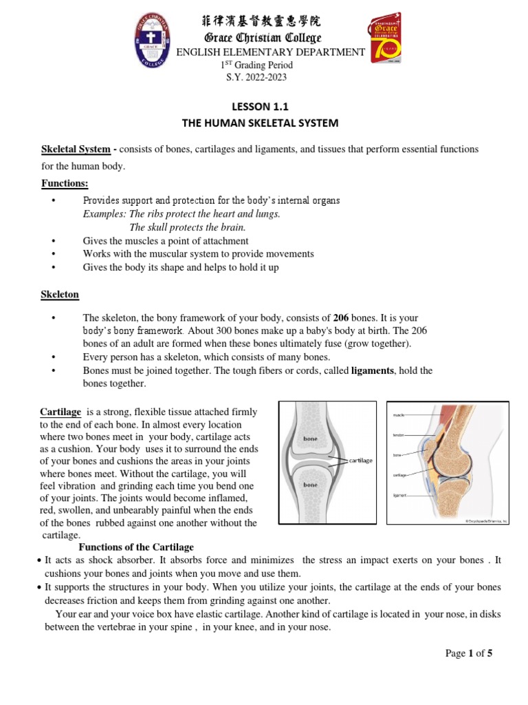 Science Four Lesson 1.1A Your Skeletal System | PDF | Skeleton | Bone