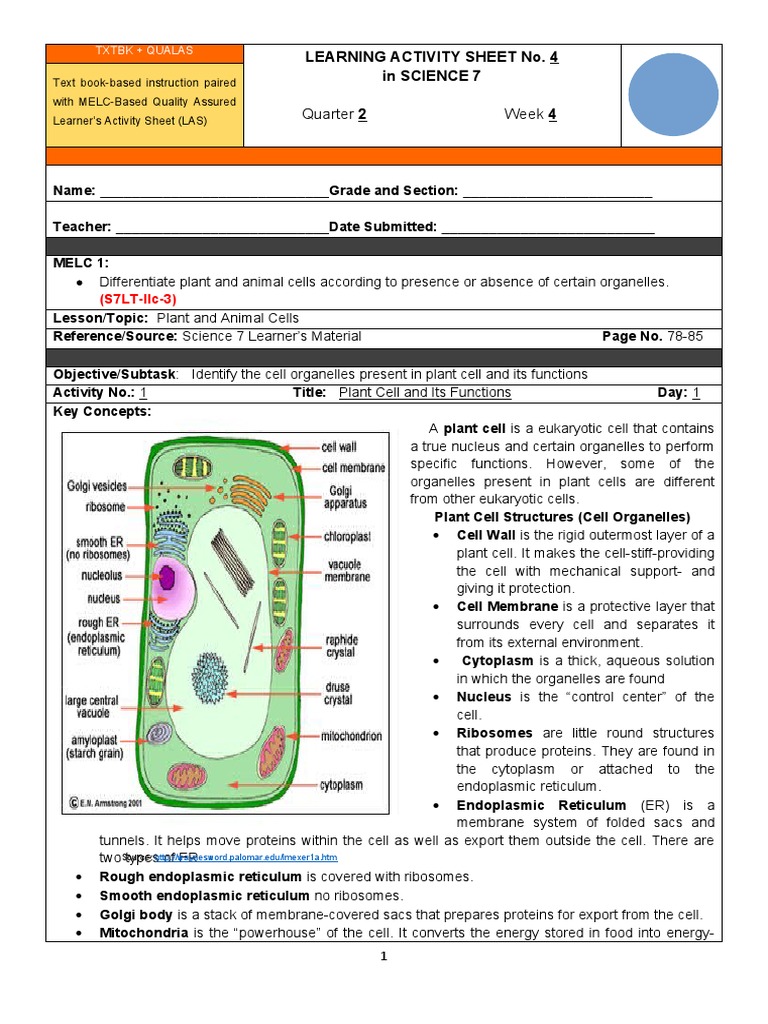 LAS 4 - Plant and Animal Cells | PDF | Cell (Biology) | Endoplasmic ...