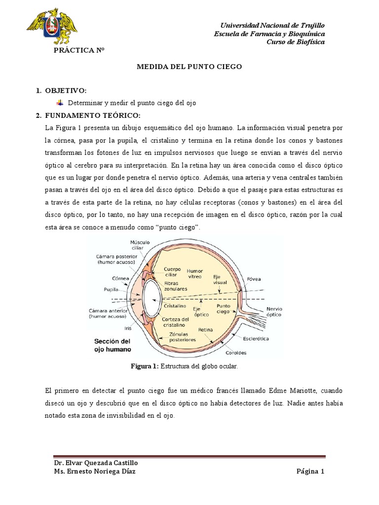 Medición del Punto Ciego en el Ojo | PDF | Ojo humano | Percepción visual