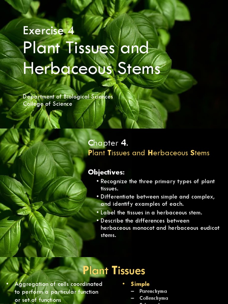 Exercise 4 - Tissues and Herbaceous Stems Prelab | Download Free PDF ...