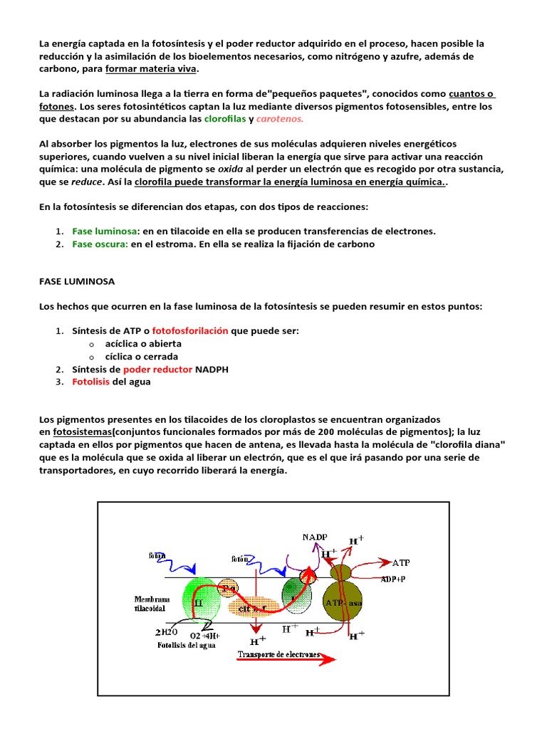 Las Fases Luminosas de La Fotosintesis. | PDF | Fotosíntesis | Biología