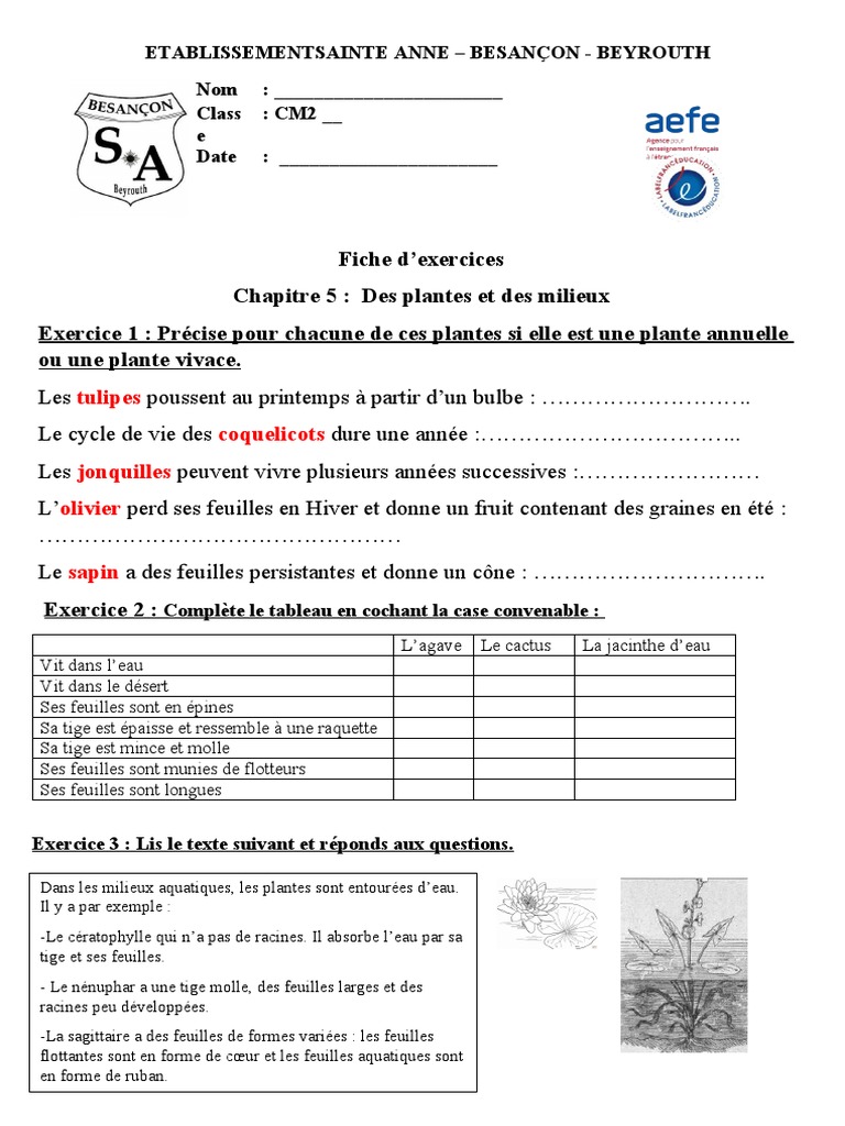 Plantes et milieux : Exercices CM2 | PDF | Feuille | Plantes