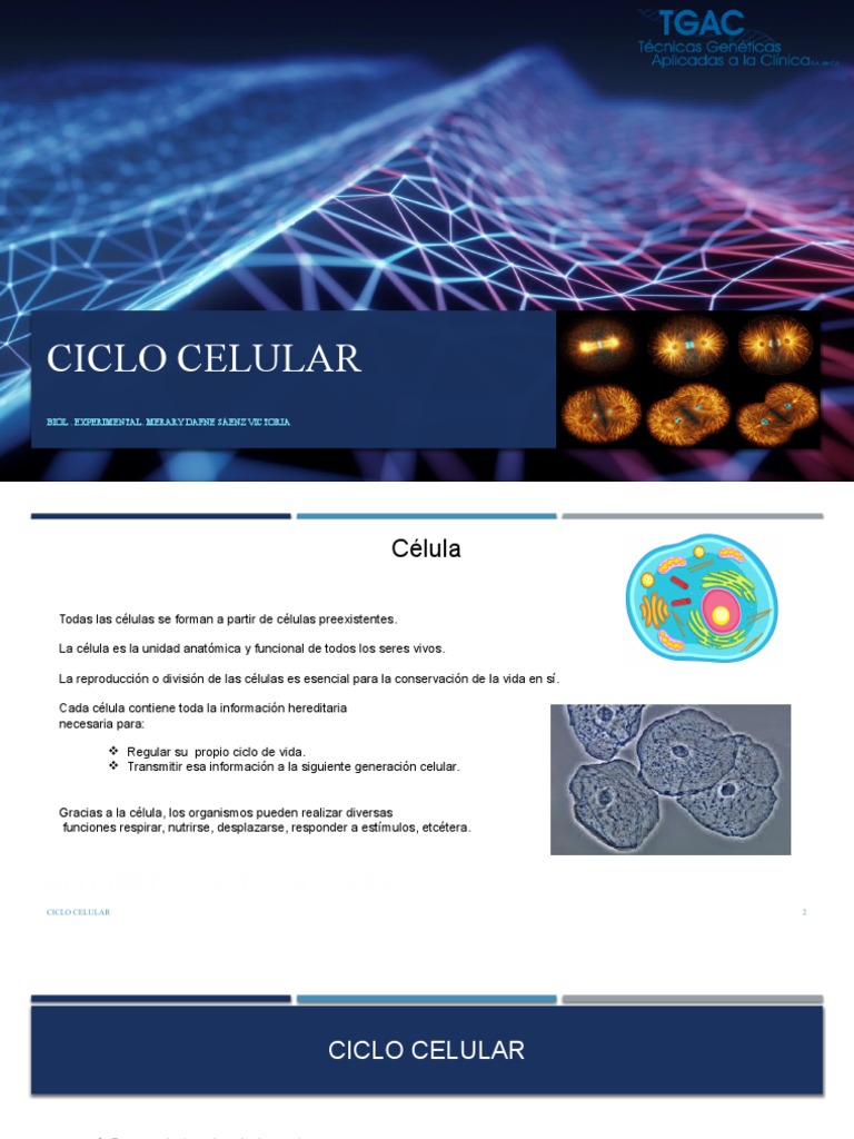 Ciclo Celular y División Celular | PDF | Mitosis | Ciclo celular