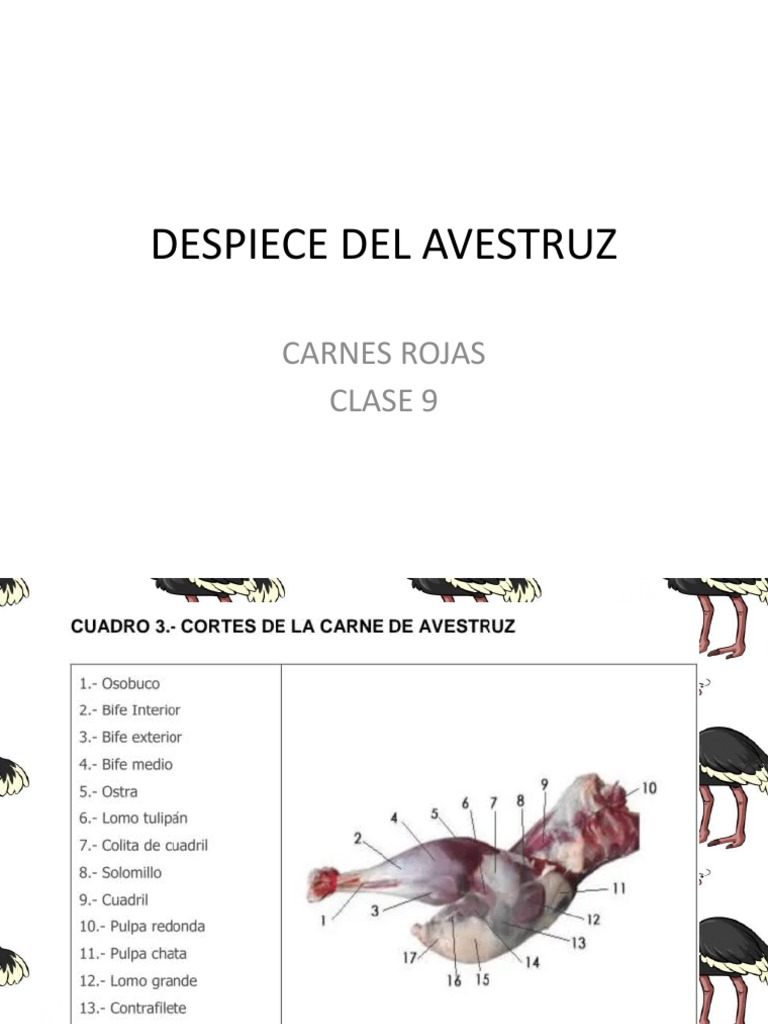 Clase 9 Despiece Del Avestruz | PDF