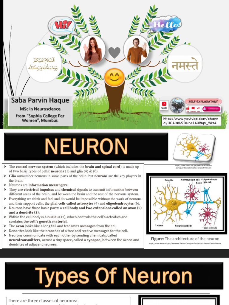 Neuron | PDF | Neuron | Nervous System