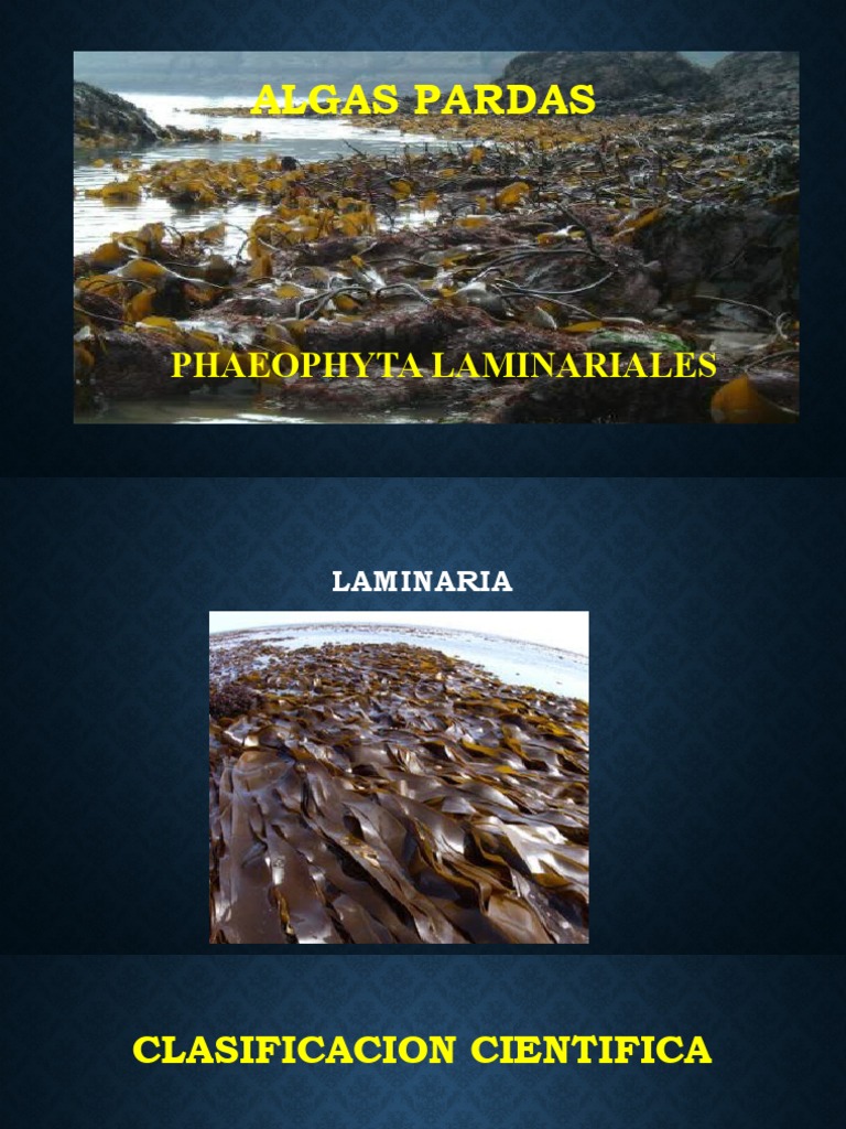 Algas Pardas Clau | PDF