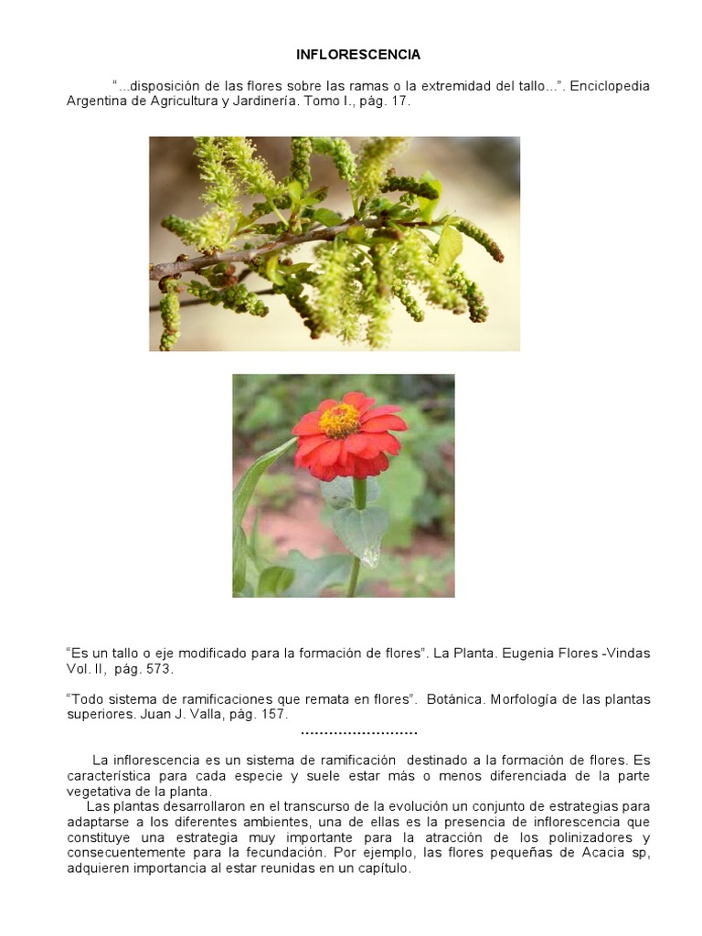 03 Inflorescencia 2do 2013 | PDF | Flores | Morfología Vegetal