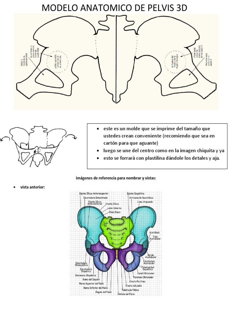 Modelo Anatomico 3D de Pelvis | PDF