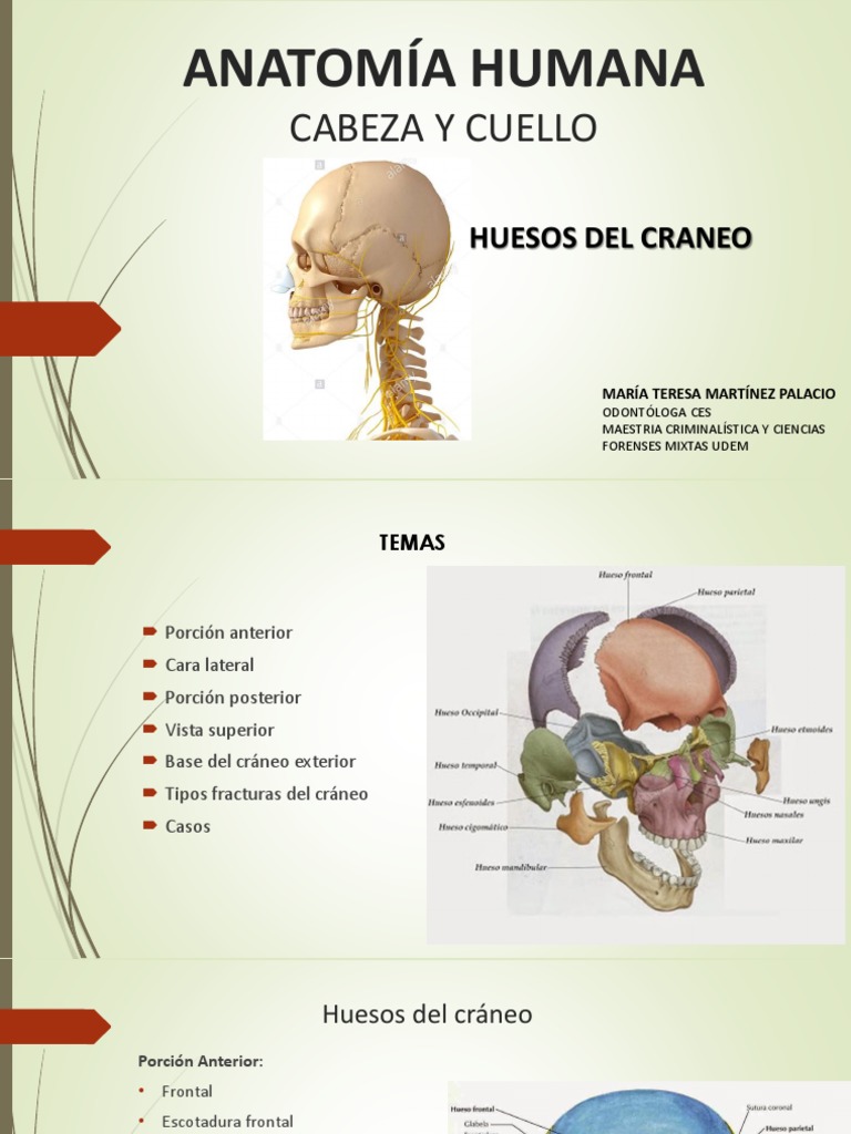 Anatomia Clase 2 Huesos Craneo Pdf Cráneo Anatomía