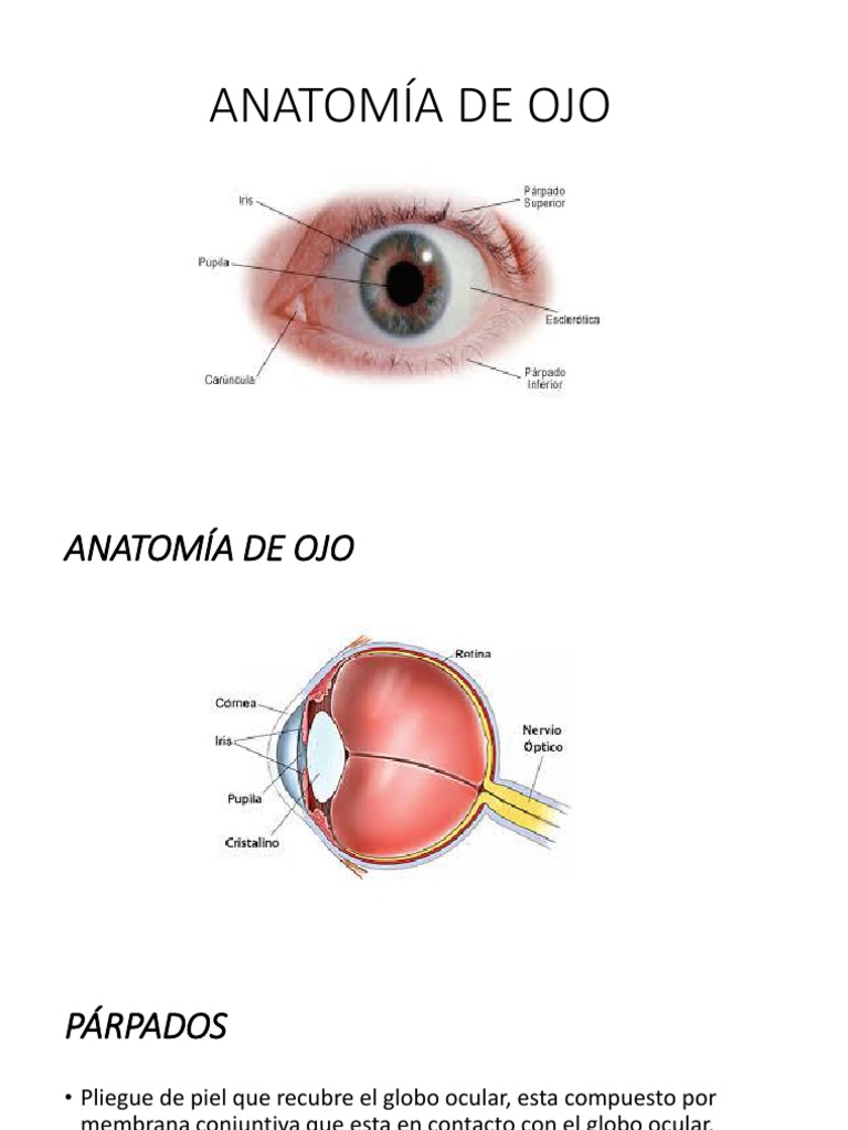 Anatomía de Ojo | PDF | Ojo humano | Percepción visual