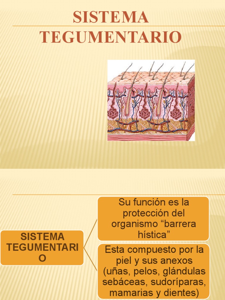Sistema Tegumentario | PDF | Piel | Epidermis