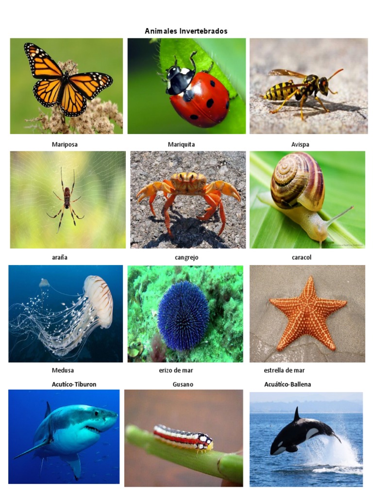 Animales Invertebrados | PDF