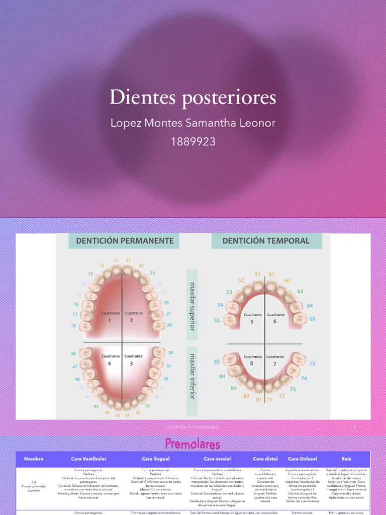 Nemotecnia Dientes Posteriores | PDF | Formas geométricas | Geometría