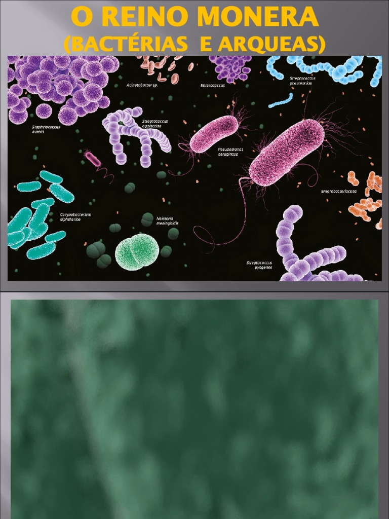 O Reino Monera: Bactérias e Arqueas | PDF | Bactérias | Archaea
