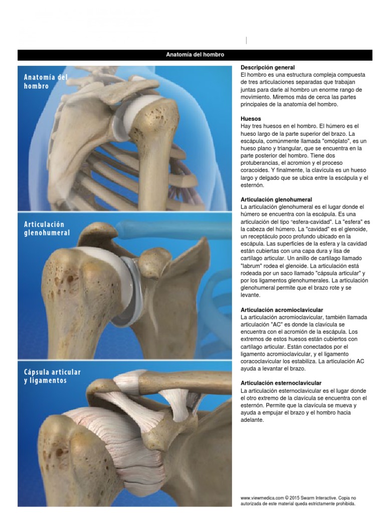 Anatomia Del Hombro | PDF | Hombro | Articulación