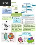 Ciclosis y Procesos Celulares Esenciales | PDF | Fotosíntesis ...