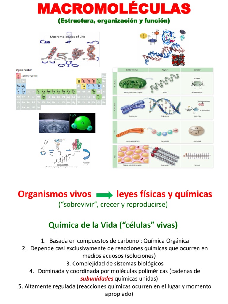 MACROMOLÉCULAS (Estructura, Organización y Función) - Julio 25 | PDF | Lípido | Polisacárido
