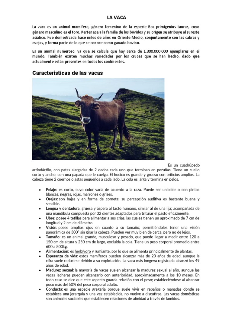 La Vaca | PDF | Vacas | Carne