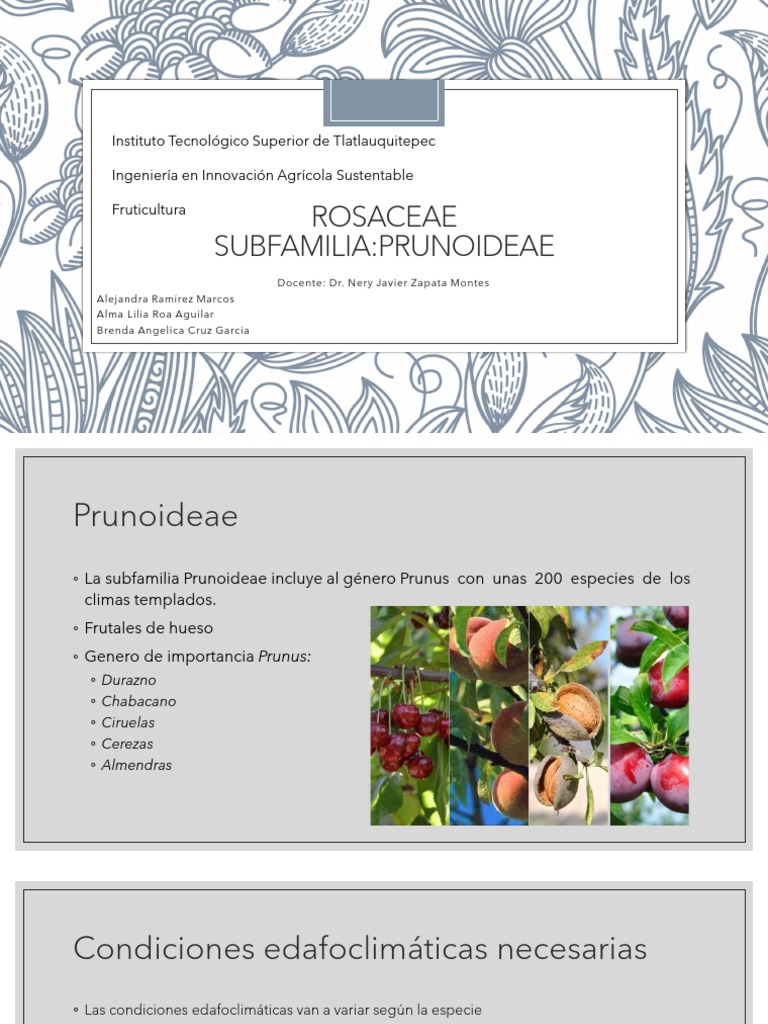 Prunoideae | PDF | melocotón | Almendra