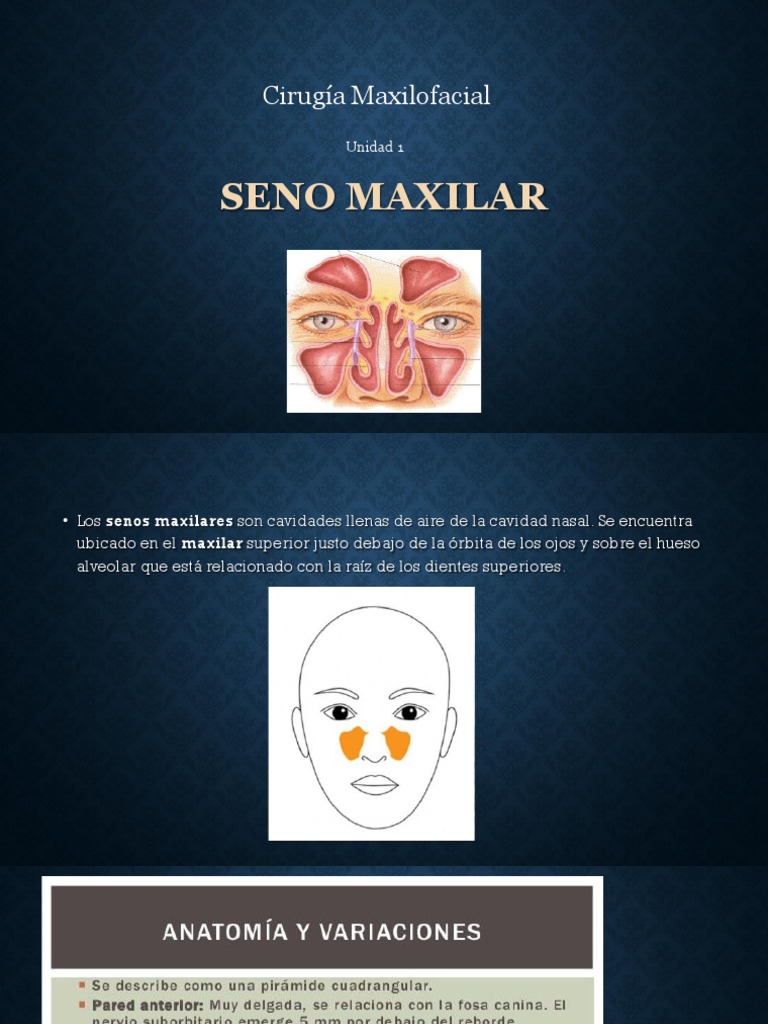Diapositivas - Seno Maxilar | PDF | Nariz humana | Anatomía