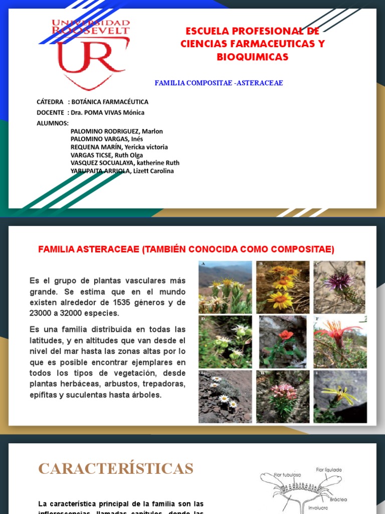 Familia Compositae - Asteracea | PDF | Botánica | Plantas