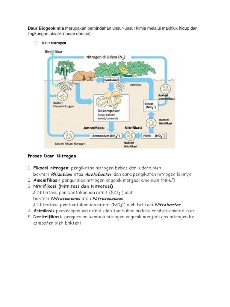 Proses Daur Biogeokimia Nitrogen | PDF