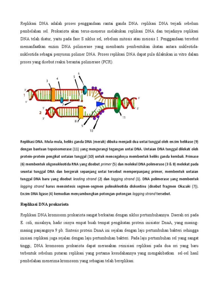 Replikasi Rev - Docx 23docx | PDF