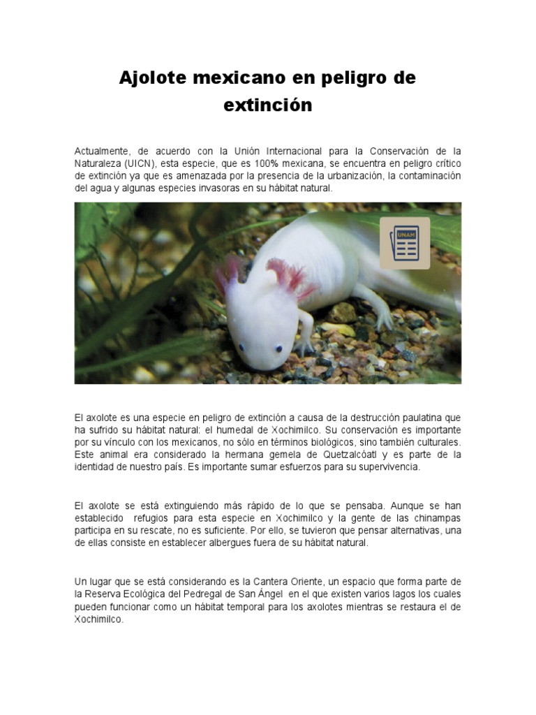 Ajolote Mexicano en Peligro de Extinción | PDF | Especie en peligro