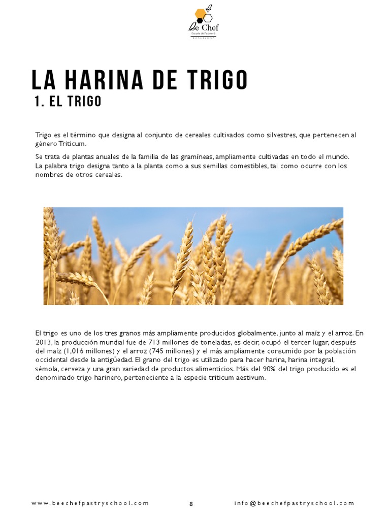 La Harina y El Trigo | PDF | Trigo | Almidón