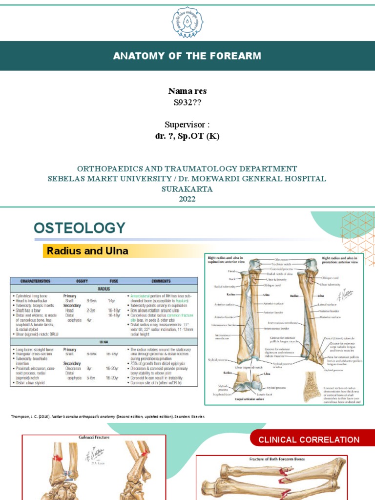 Anatomy of The Antebrachii | PDF | Musculoskeletal System | Limbs (Anatomy)