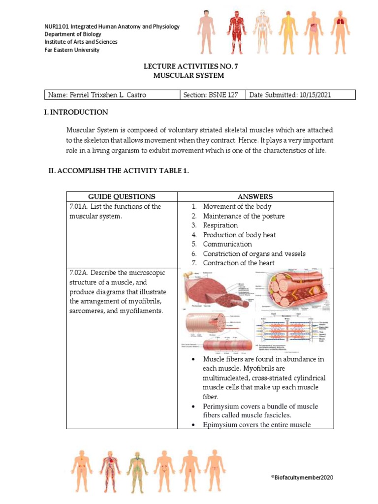 Lec Activity7 Muscular System Castro | PDF | Muscle Contraction | Skeletal Muscle
