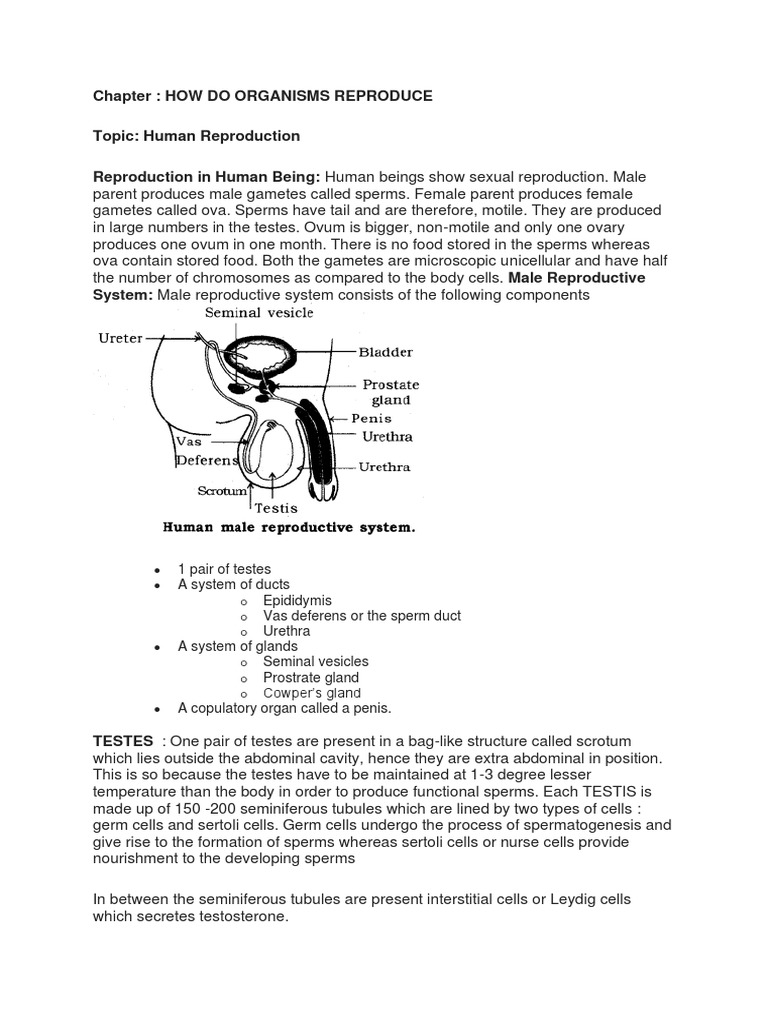Human Reproduction | PDF | Testicle | Uterus