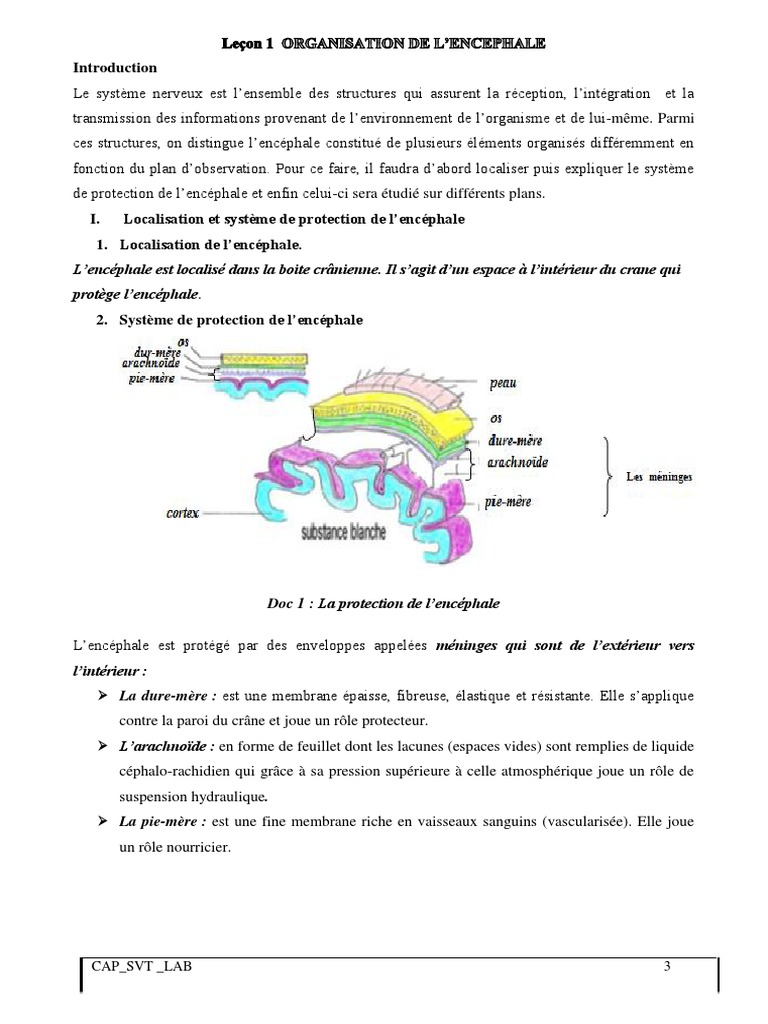 Organisation de L'encéphale | PDF | Cervelet | Neuroscience
