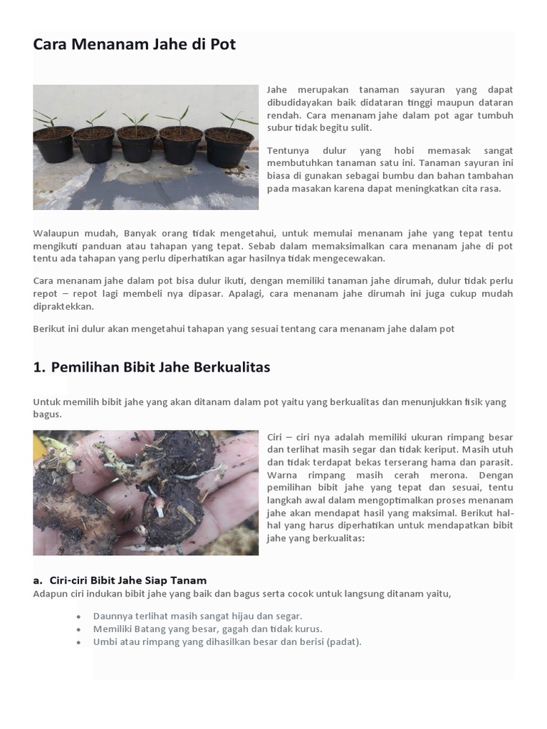 Cara Menanam Jahe Di Pot | PDF | Griya & Taman