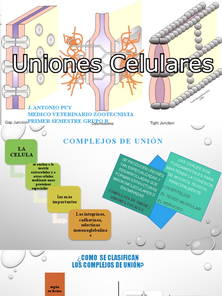 Análisis de los principales tipos de complejos de unión celular ...