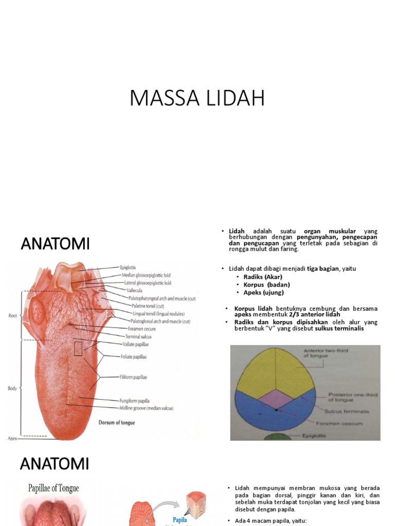 Massa Lidah | PDF