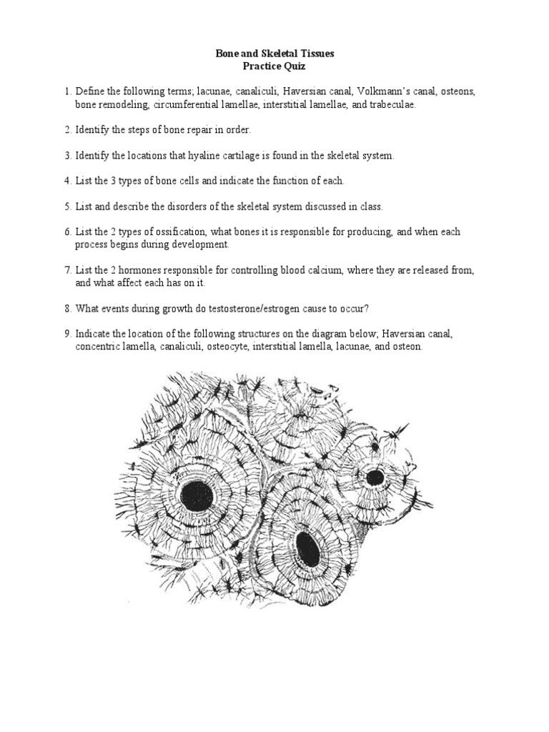 Boneand Skeletal Tissues Practice Quiz | PDF