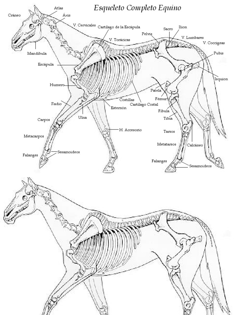Esqueleto Completo de Caballo | PDF
