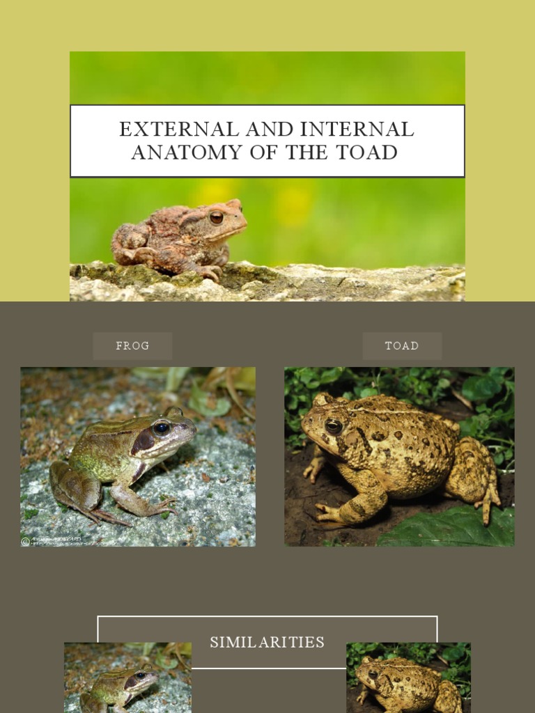 Comprehensive Comparison of the External and Internal Anatomy of Frogs ...