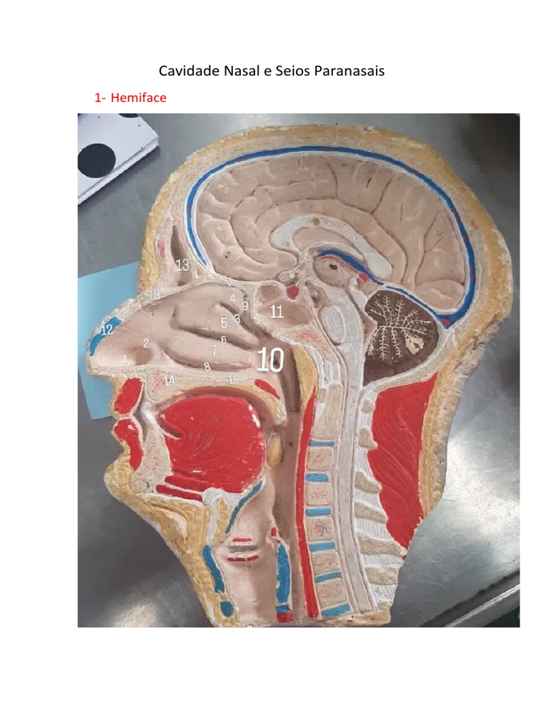 Cavidade Nasal e Seios Paranasais | PDF