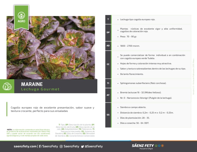 Cogollo Europeo Rojo: Sabor y Calidad | PDF | Industria de alimentos ...