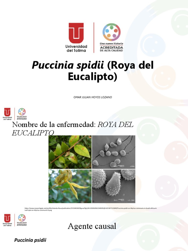 Puccinia Spidii (Roya Del Eucalipto) | PDF | Plantas | Organismos