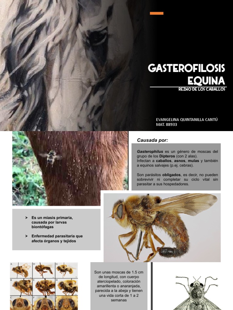 Gasterofilosis equina: Causas, ciclo de vida, síntomas y tratamiento de ...