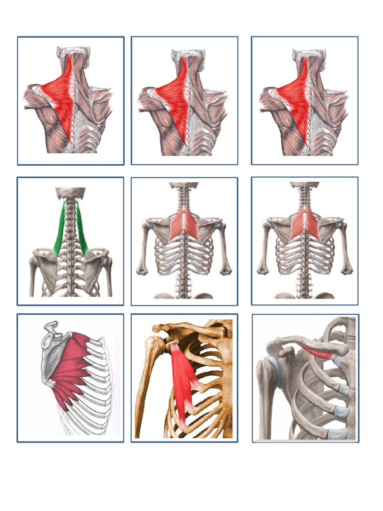 Musculos de La Cintura Escapula | PDF